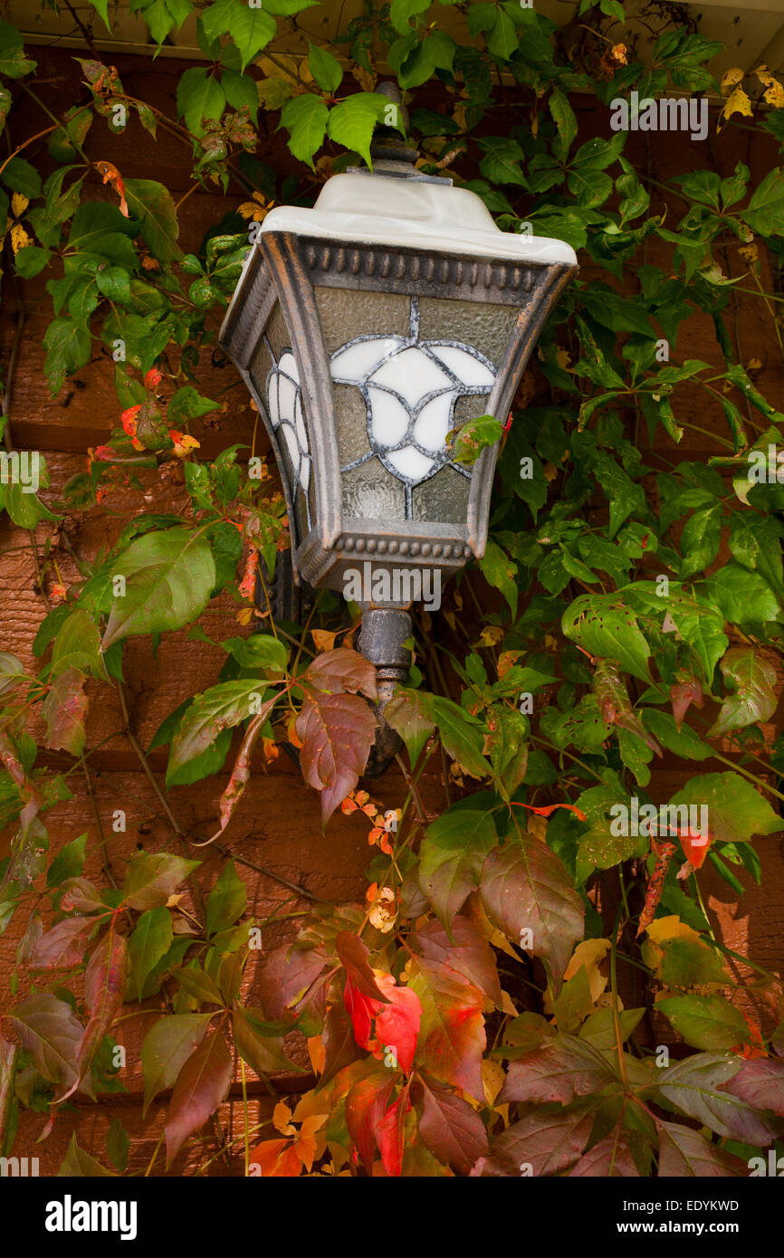 Vine covered house hi-res stock photography and images - Alamy