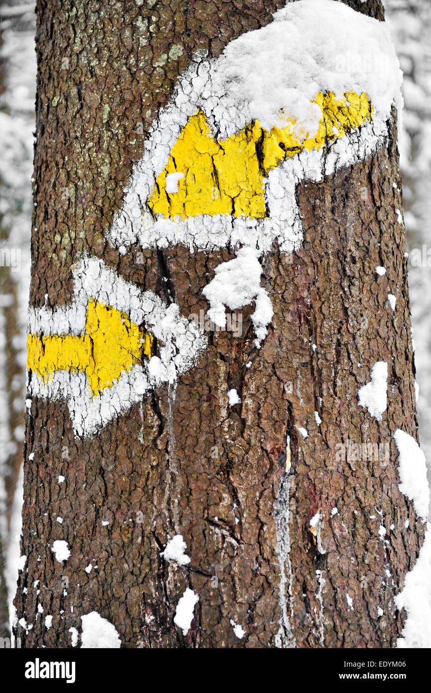 Marking a trail in the forest hi-res stock photography and images - Alamy