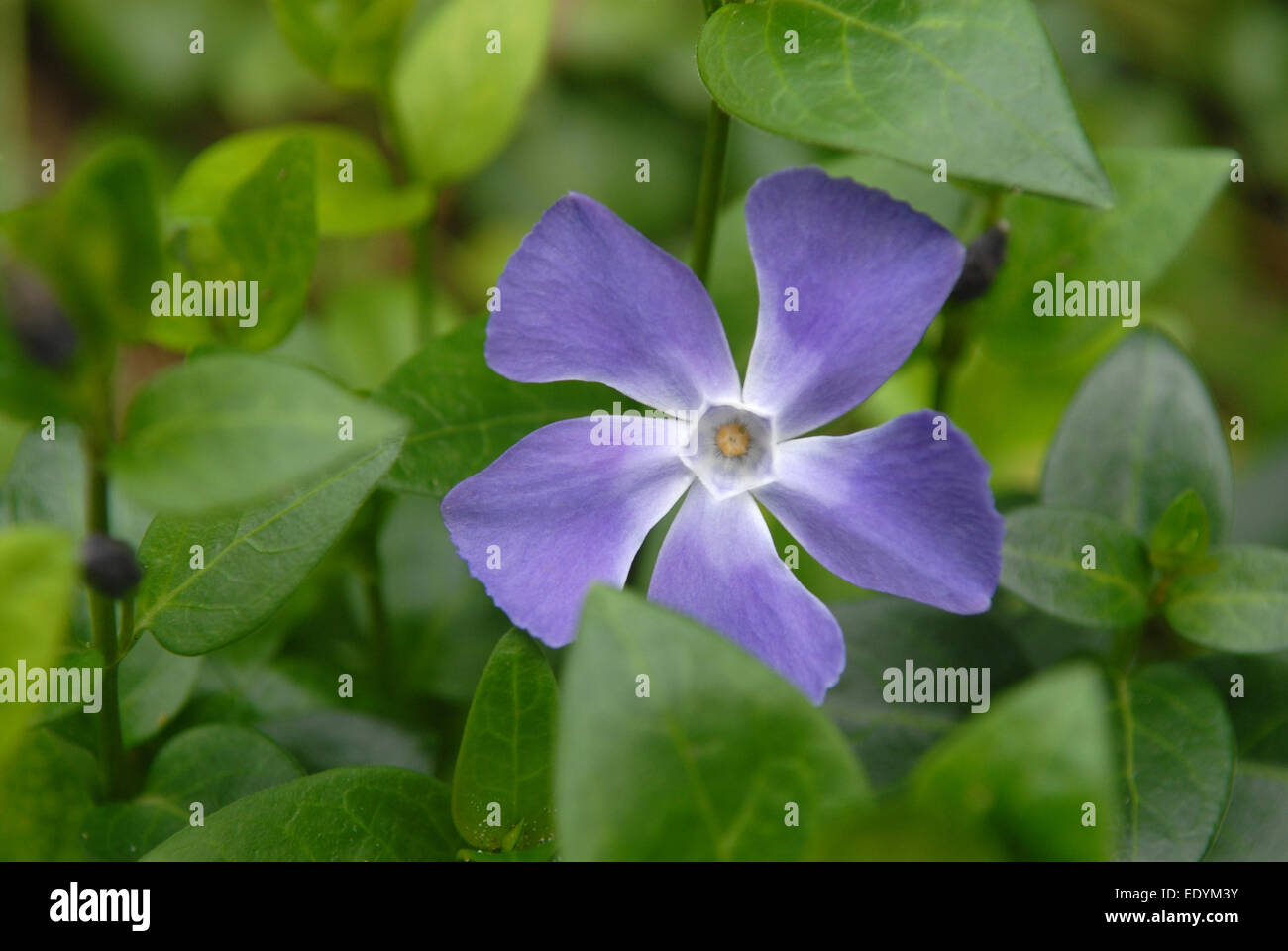 This is a periwinkle (Vinca minor) in bloom. Violet flower is situated ...