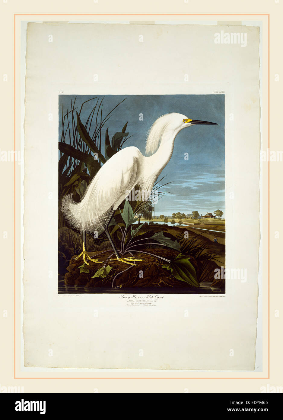 Robert Havell after John James Audubon, Snowy Heron, or White Egret ...