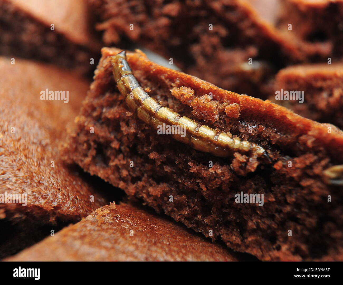 Pastry with worm is seen at the Insect gala gastronomy evening, where ...