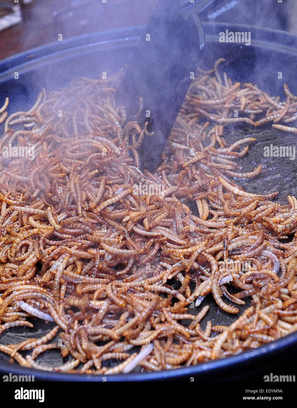 Earthworm Dishes