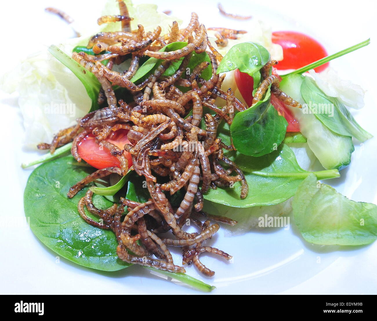 Cooked beetles hi-res stock photography and images - Alamy