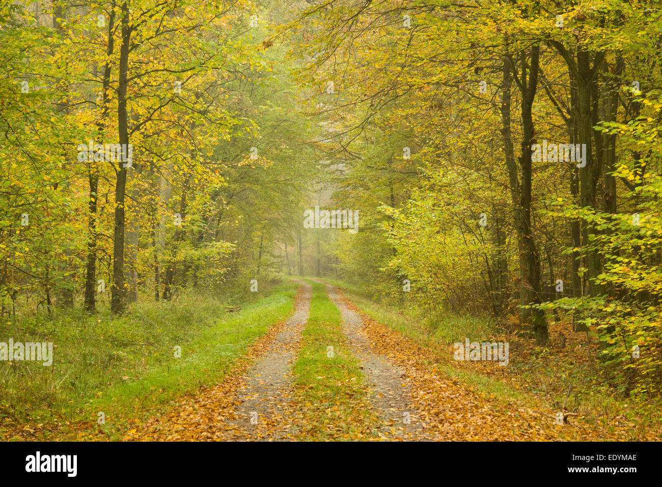 Lower saxony germany forest hi-res stock photography and images - Alamy