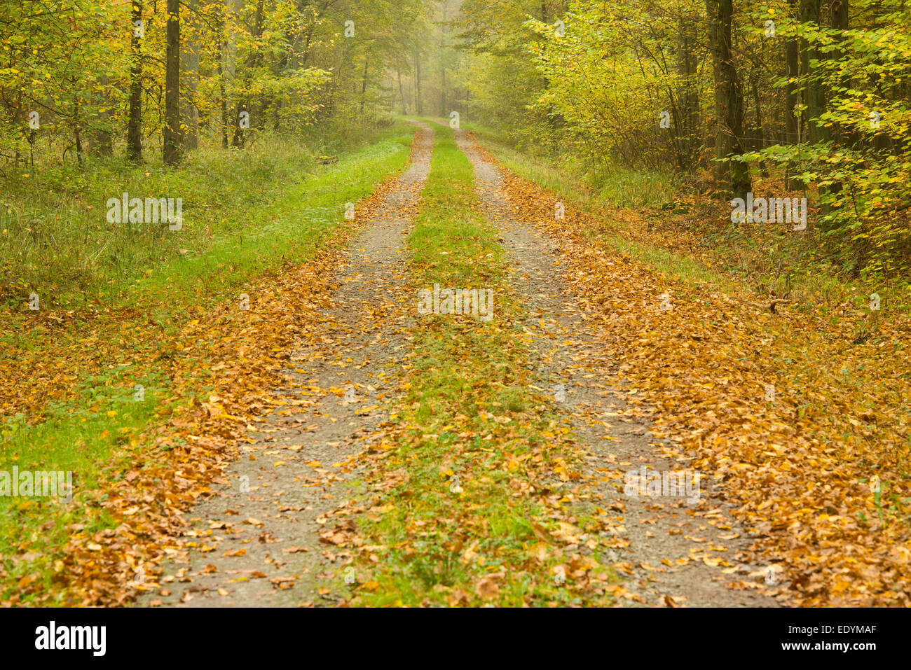 Track forest hi-res stock photography and images - Alamy