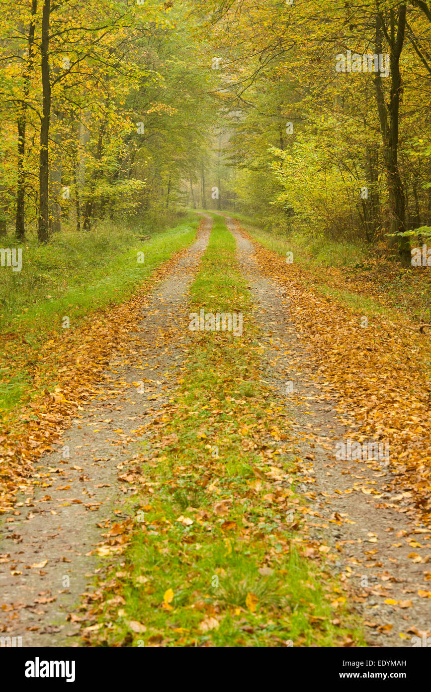 Forest_track hi-res stock photography and images - Alamy