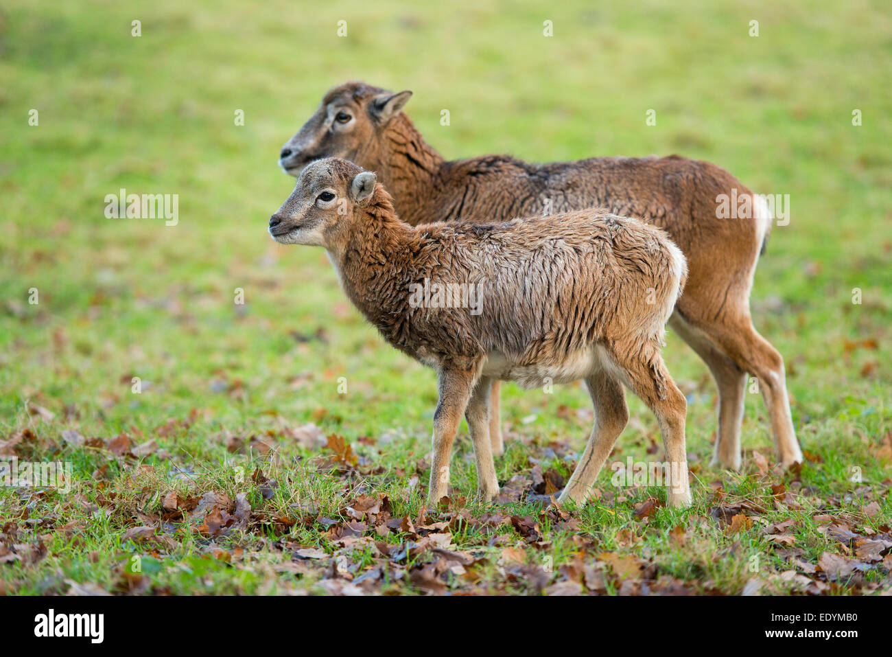 Mouflons (Ovis ammon musimon), adult female with young, captive, Lower ...