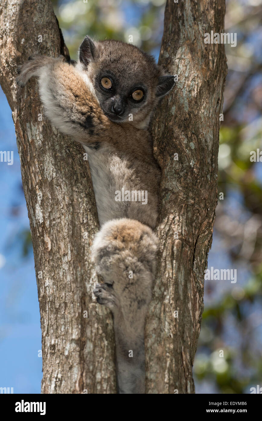 Hubbard's Sportive Lemur (Lepilemur hubbardorum), Tsombitse National ...