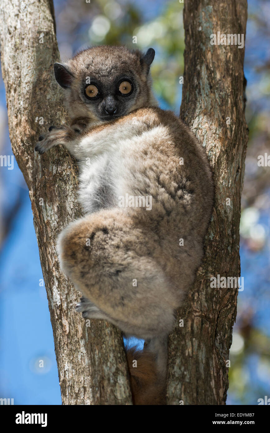 Hubbard's Sportive Lemur (Lepilemur hubbardorum), Tsombitse National ...