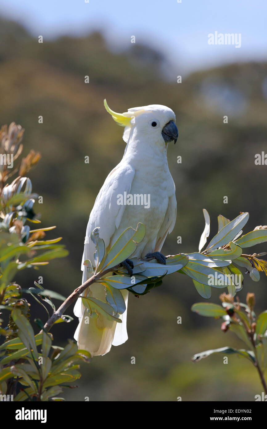 Sulphur Crested Cockatoo in a tree Australia Stock Photo - Alamy