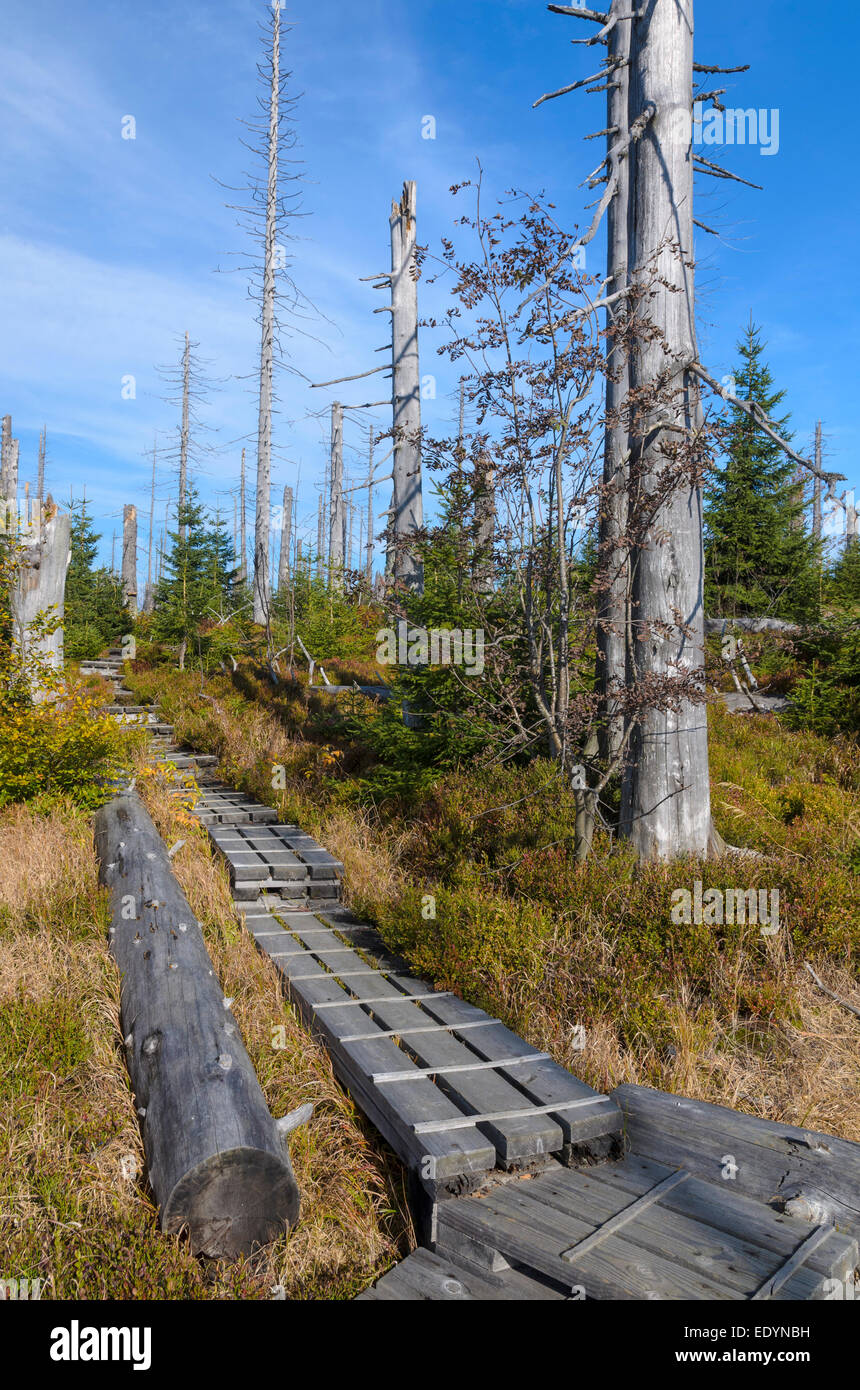 Hikers walkway leading through a forest of young and dead trees, dead ...
