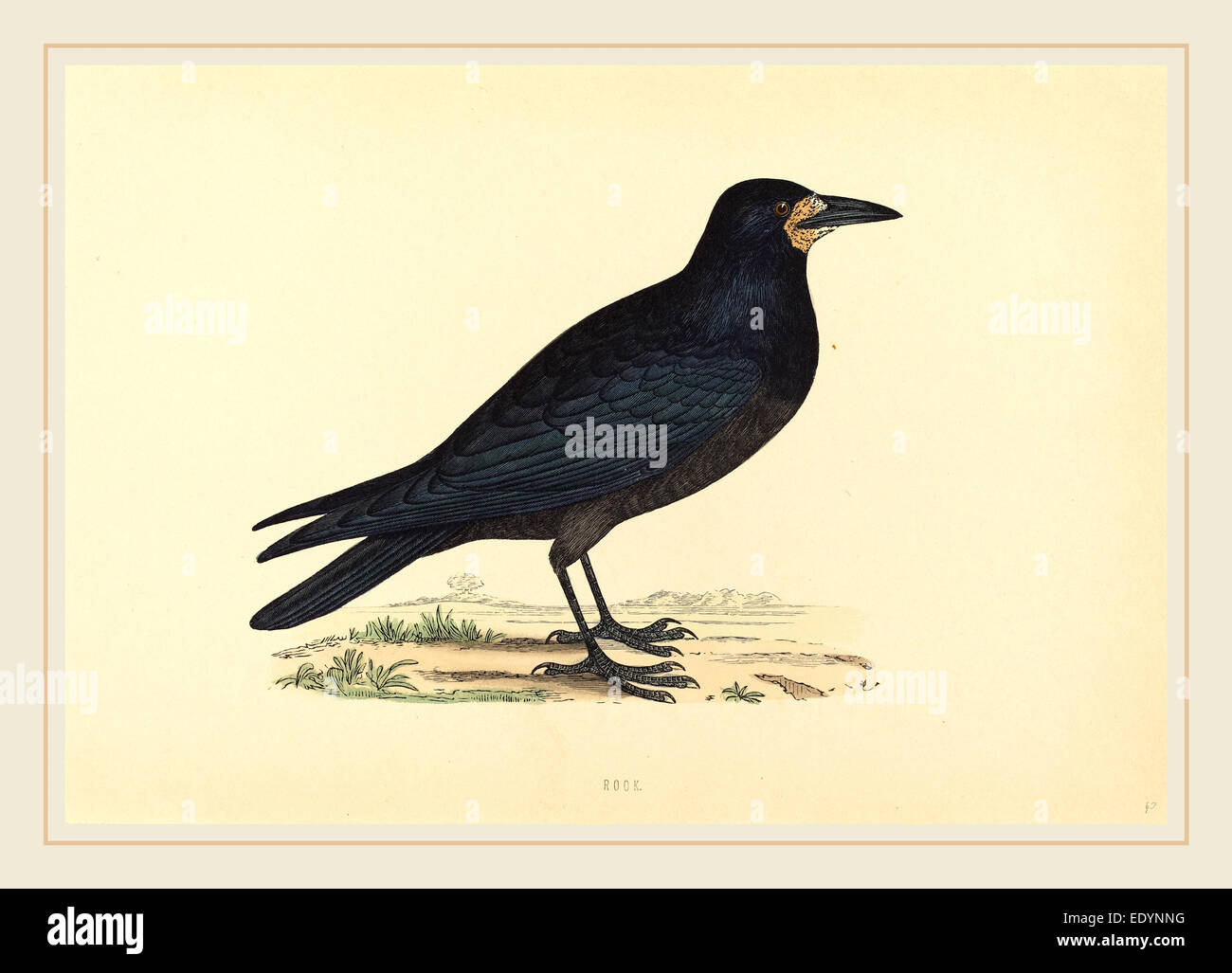 British 19th Century, Rook, hand-colored etching Stock Photo - Alamy