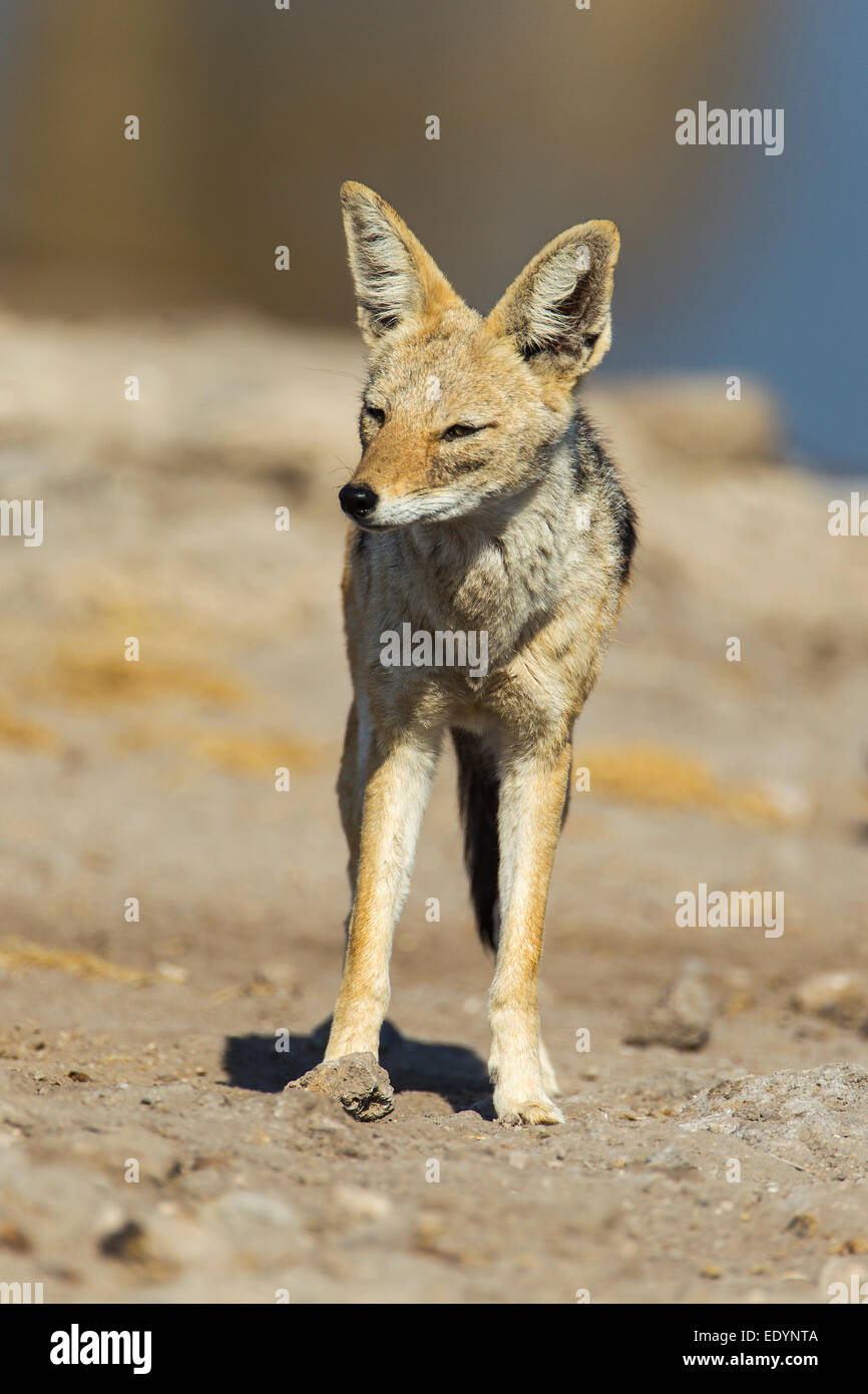 Jackal focus hi-res stock photography and images - Alamy