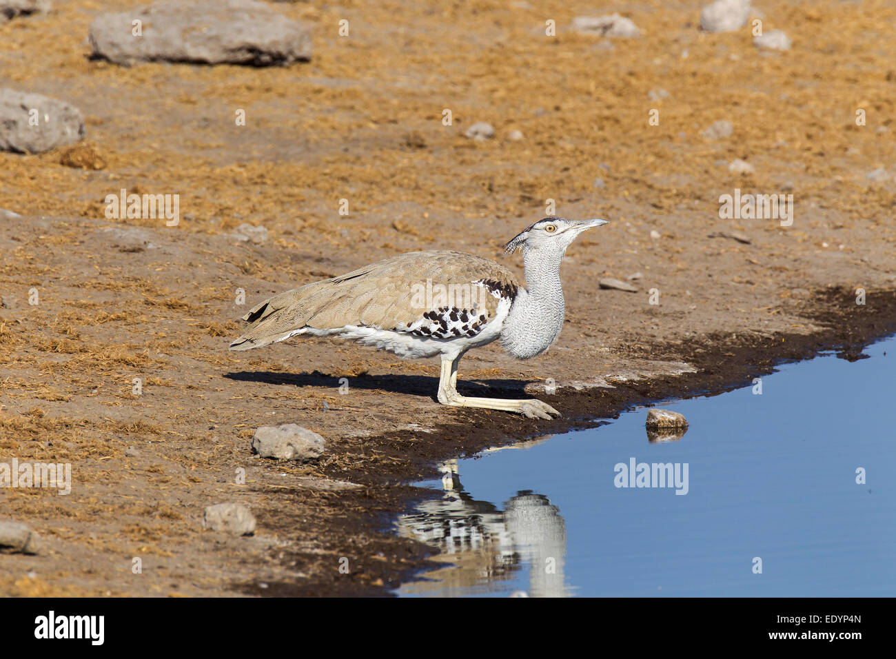 Kori Bustard (Ardeotis kori) drinking at a waterhole, Etosha National ...