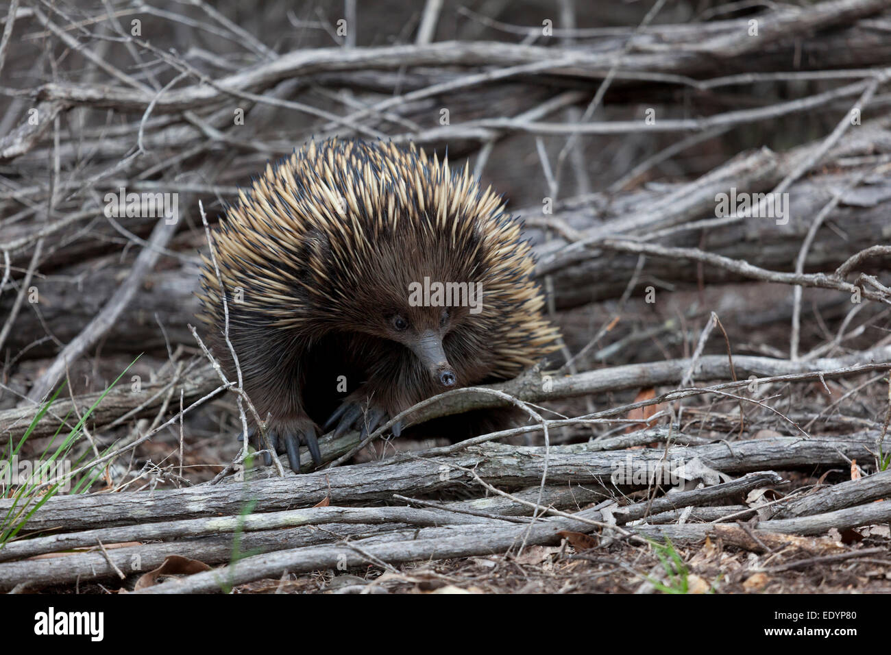 Short-beaked echidna,Tachyglossus aculeatus, in Australia Stock Photo ...
