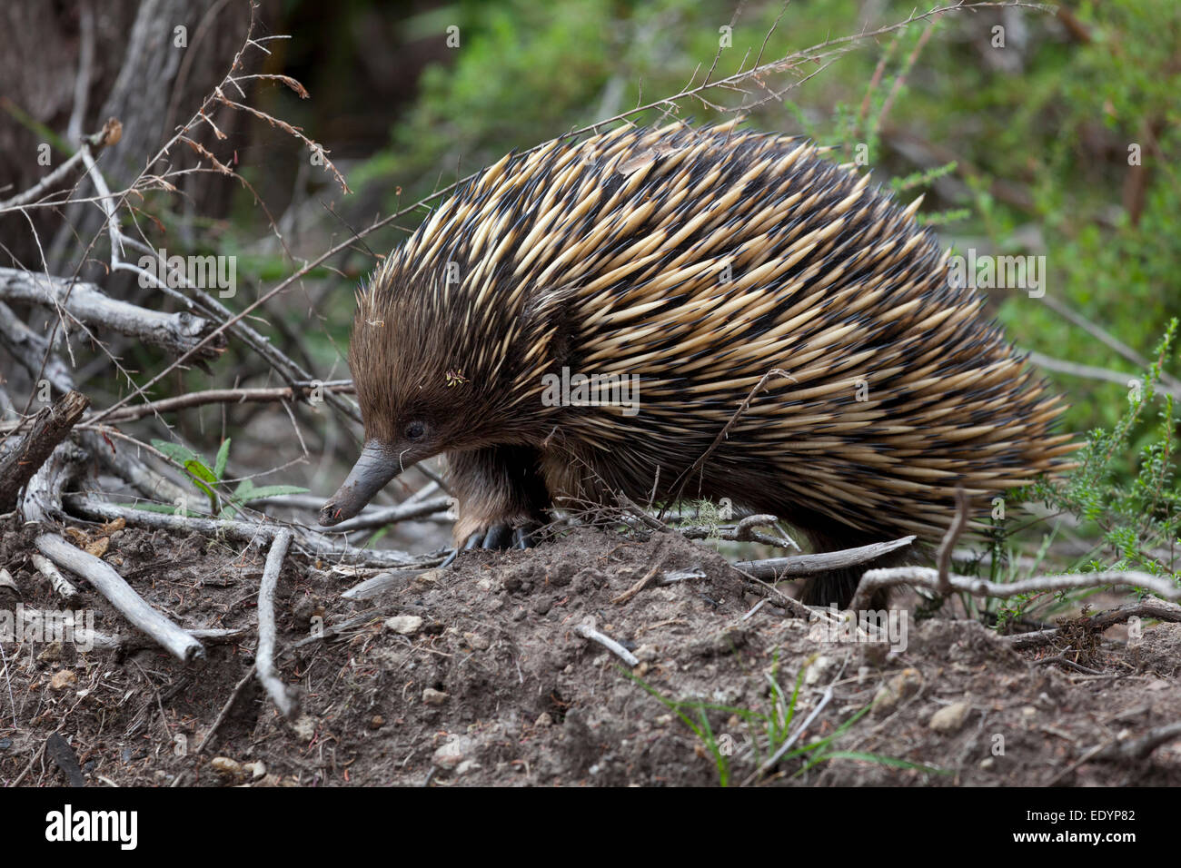 Short-beaked echidna,Tachyglossus aculeatus, in Australia Stock Photo ...