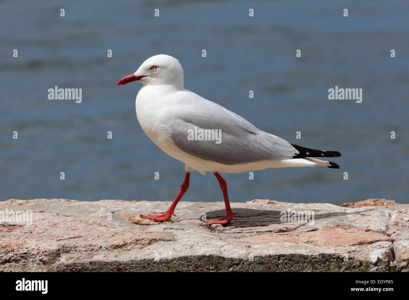 Australian gull hi-res stock photography and images - Alamy