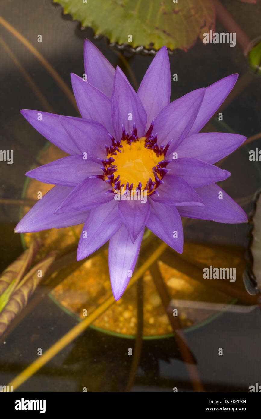 Water lily, Nymphaea species, cultivar, Washington, DC Stock Photo - Alamy