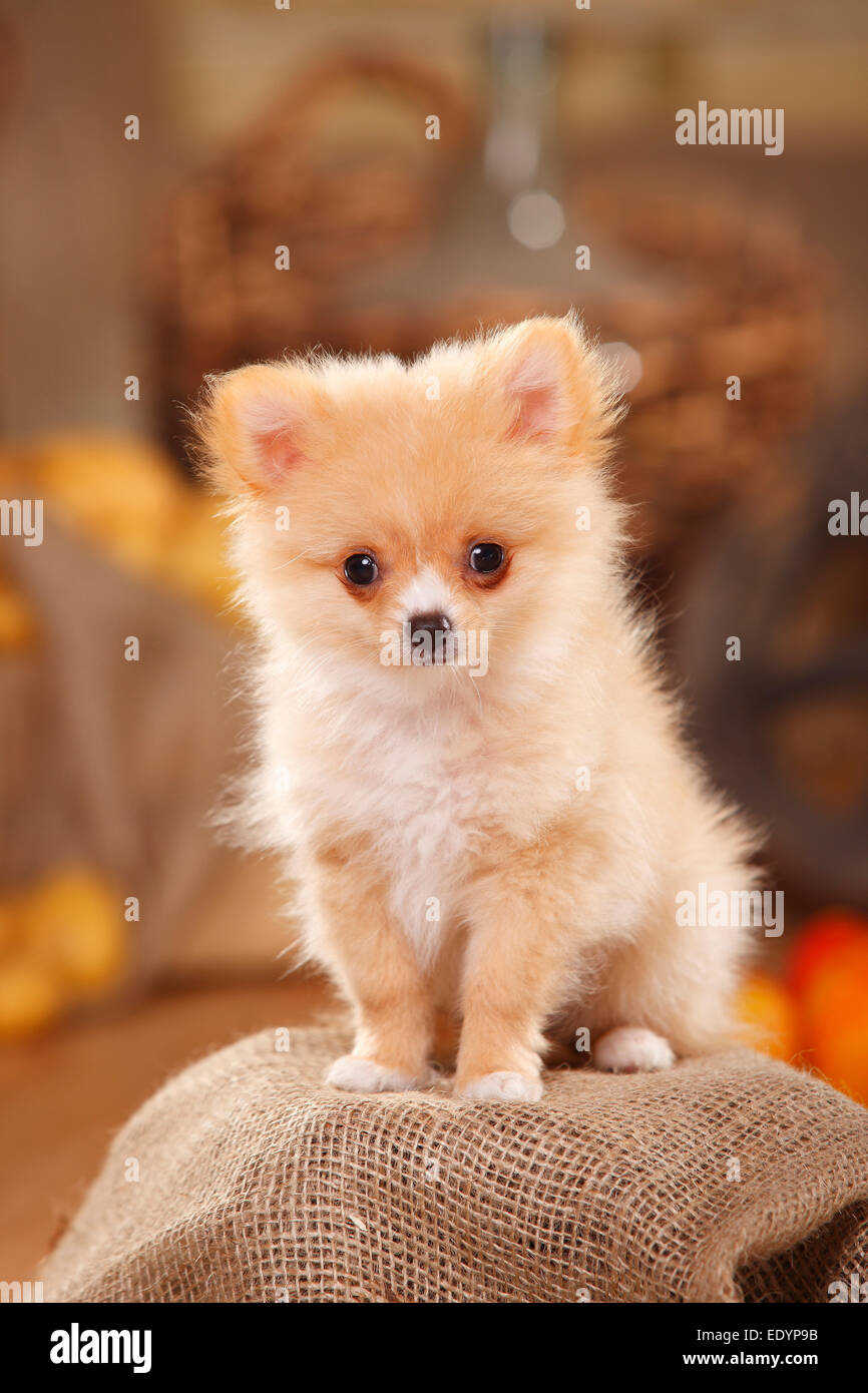 Mixed Breed Dog, puppy, 12 weeks (Pomchi, Chiranian, Spitz cross ...