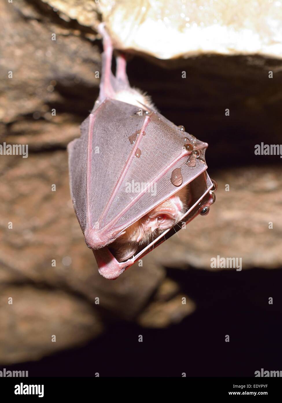 Greater horseshoe bat( Rhinolophus ferrumequinum Stock Photo - Alamy