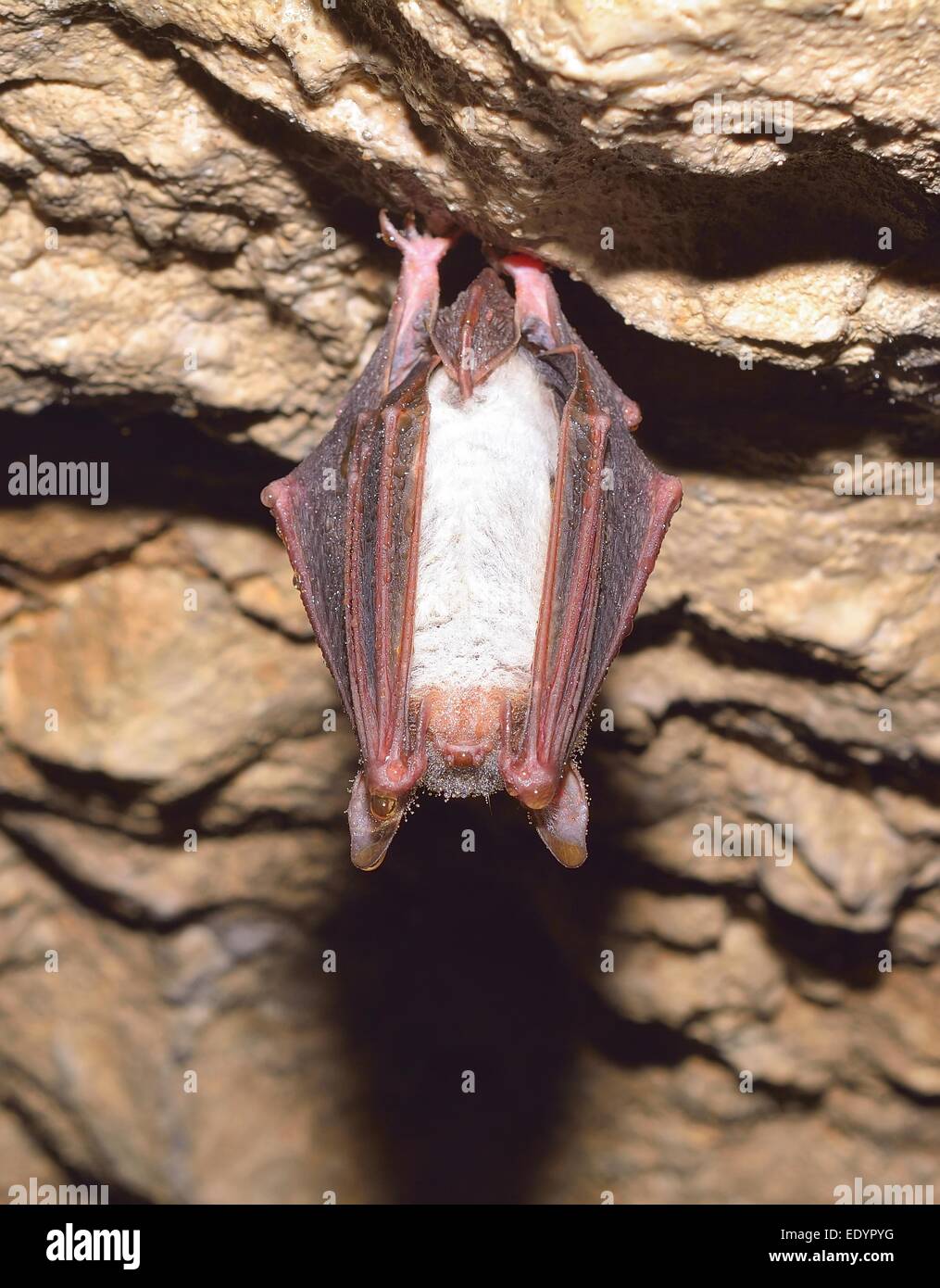 Lesser mouse-eared bat (Myotis blythii Stock Photo - Alamy