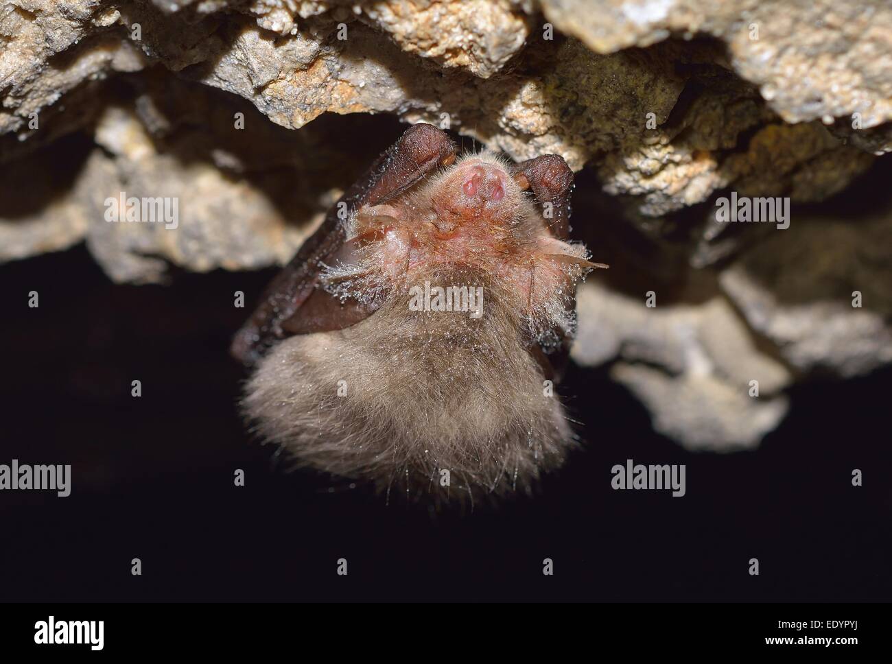 Pipistrellus (Pipistrellus pipistrellus) in cave Stock Photo - Alamy