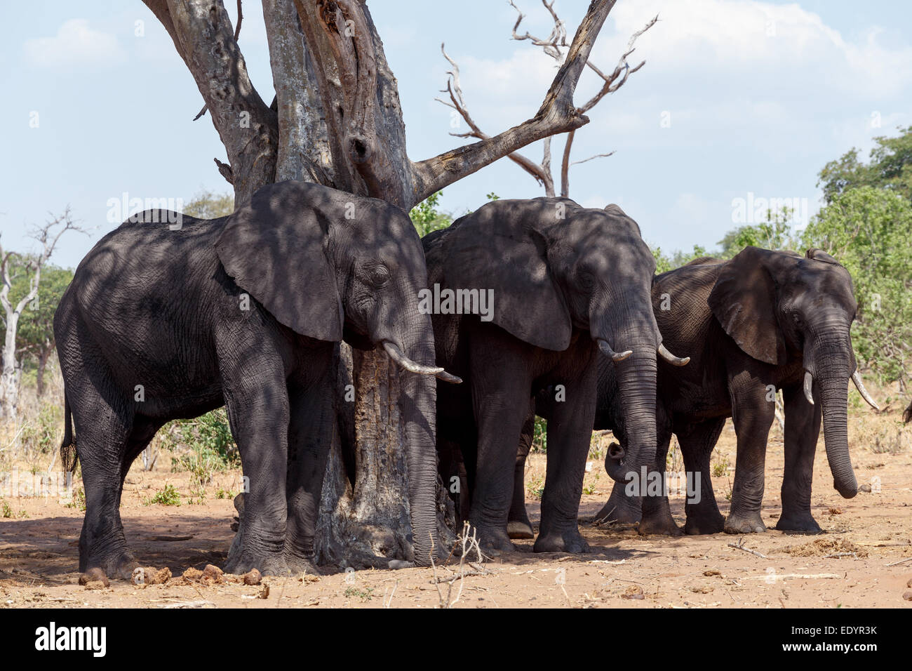 Portrait of African Elephant in Chobe National Park, Botswana. True ...