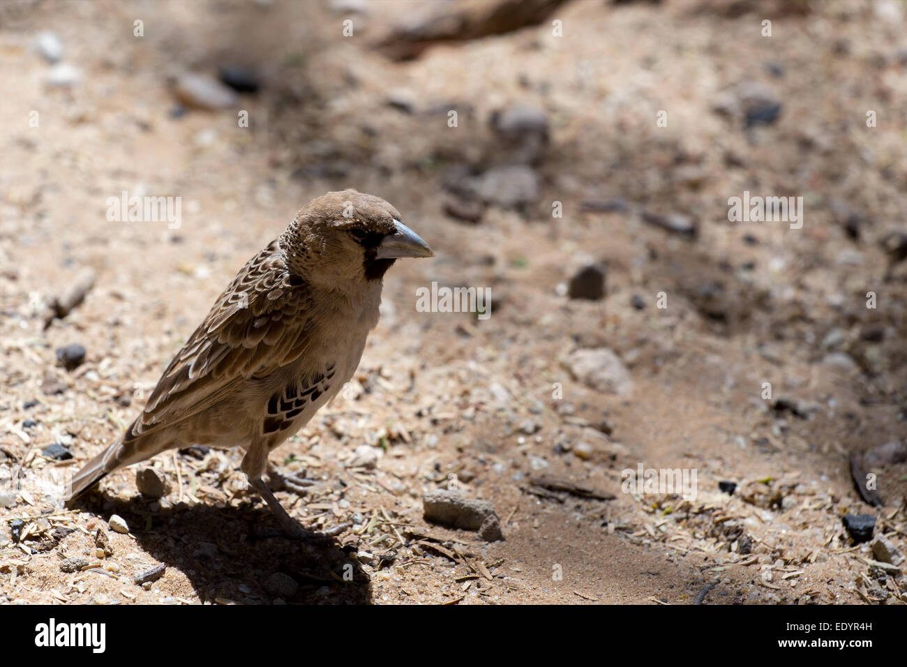 Sociable Weaver Bird at Kgalagadi transfontier park, South Africa Stock ...