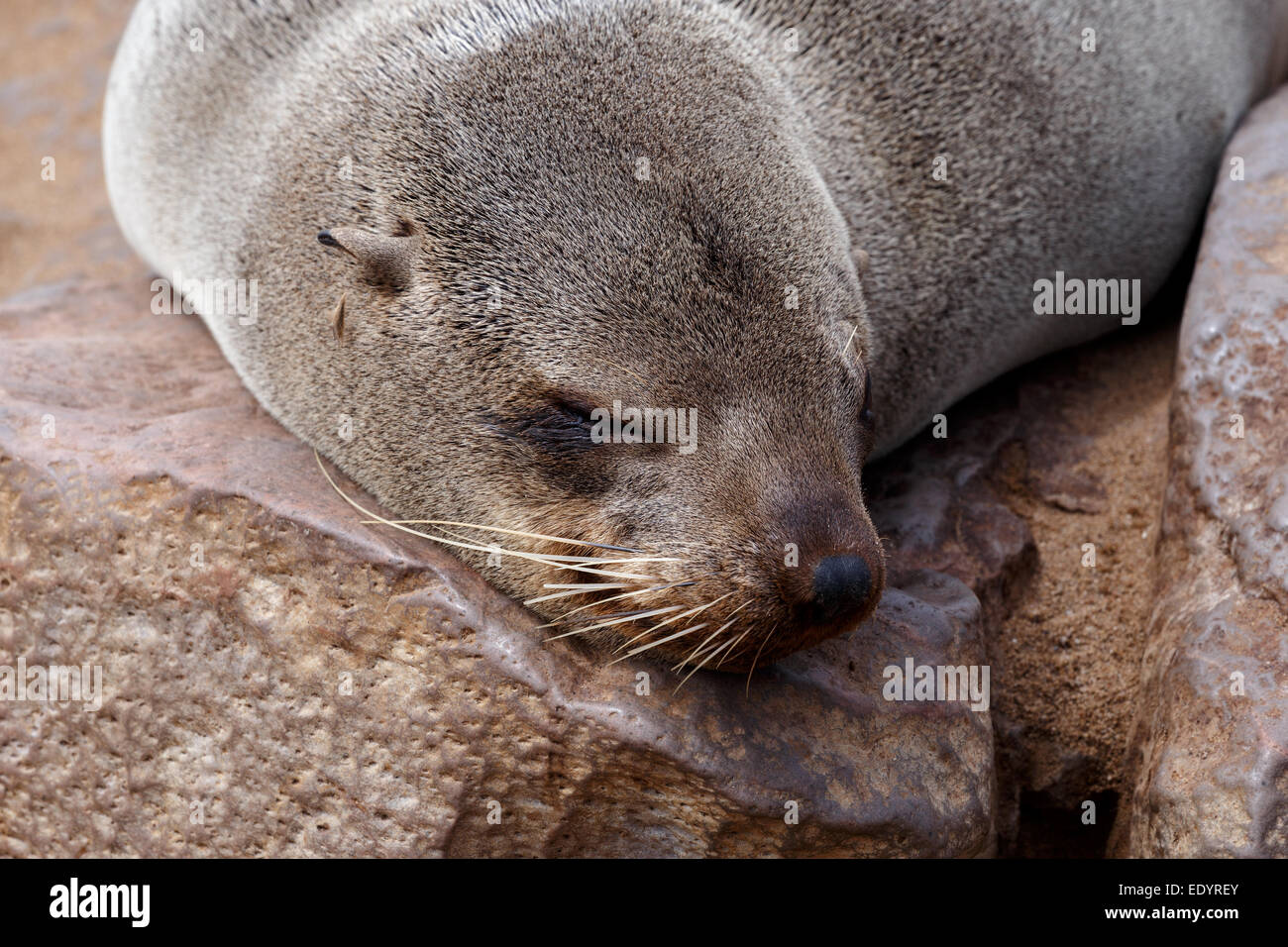 Portrait of Brown fur seal, Arctocephalus pusillus, in Cape Cross, Namibia, wide angle view ...