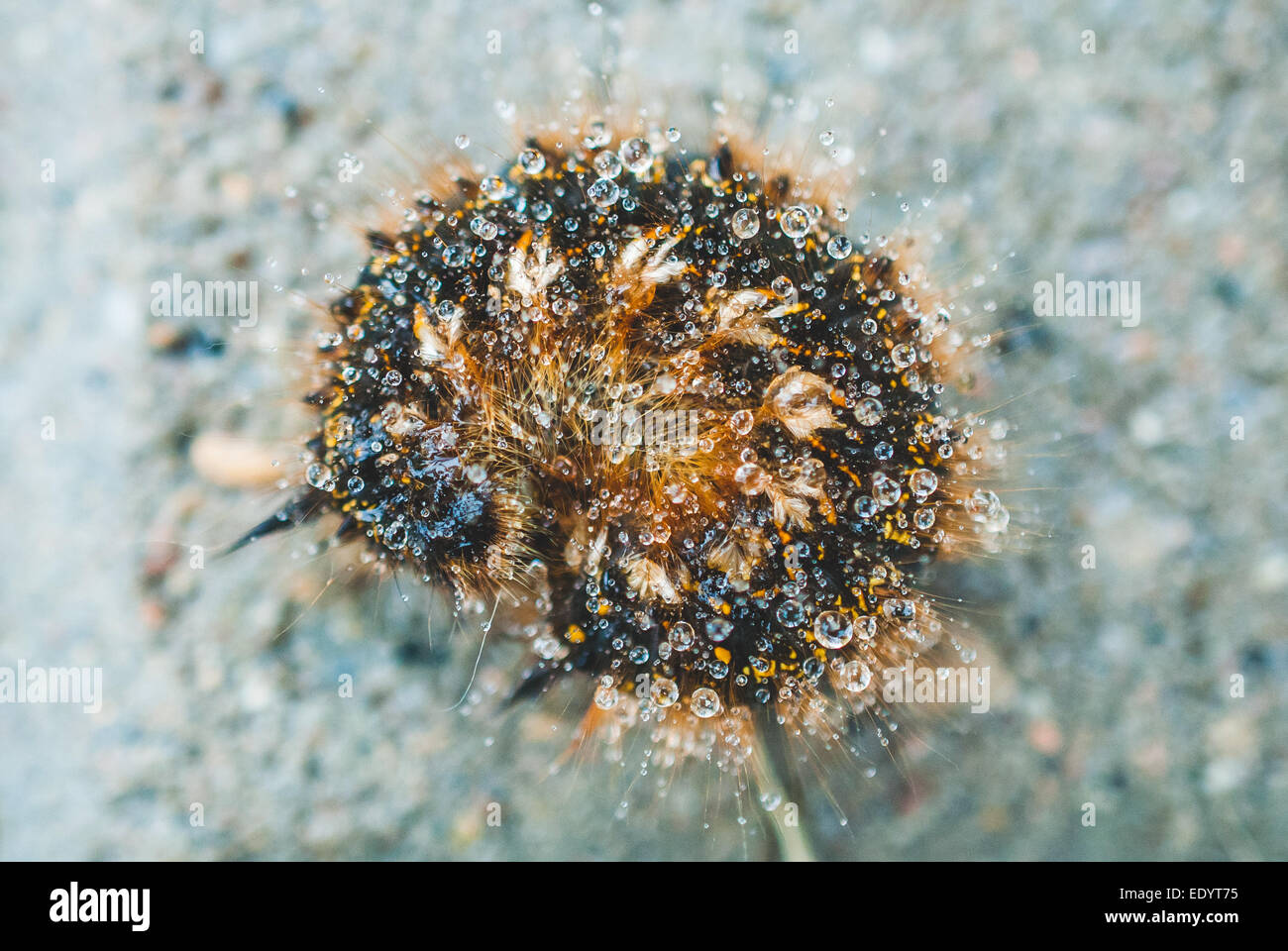 Teardrops hi-res stock photography and images - Alamy