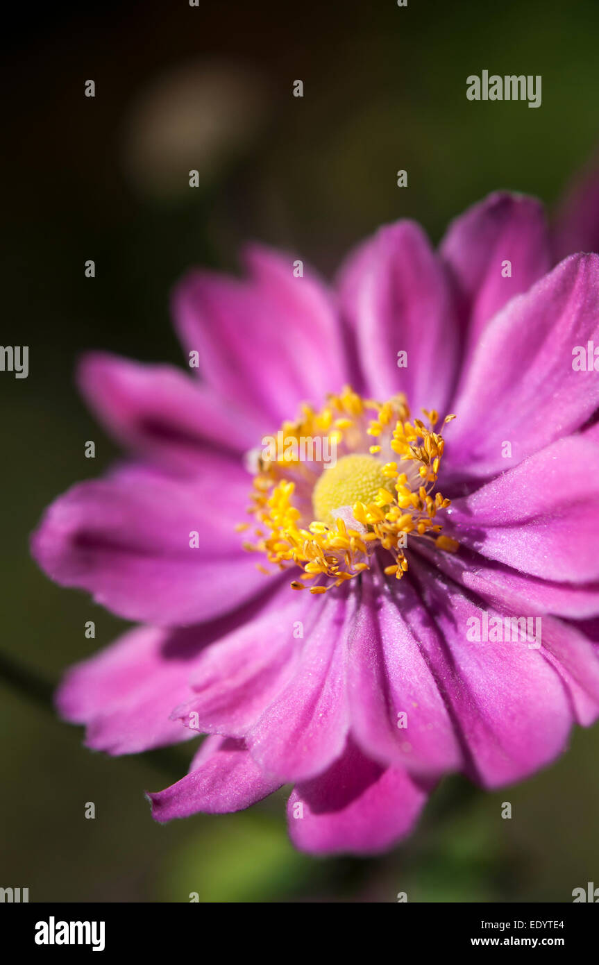 Deep pink late summer flowering Japanese Anemone. Anemone 'Pamina ...
