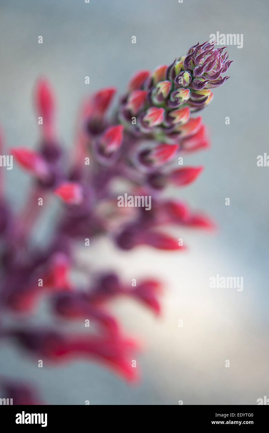 Tall red flowers hi-res stock photography and images - Alamy
