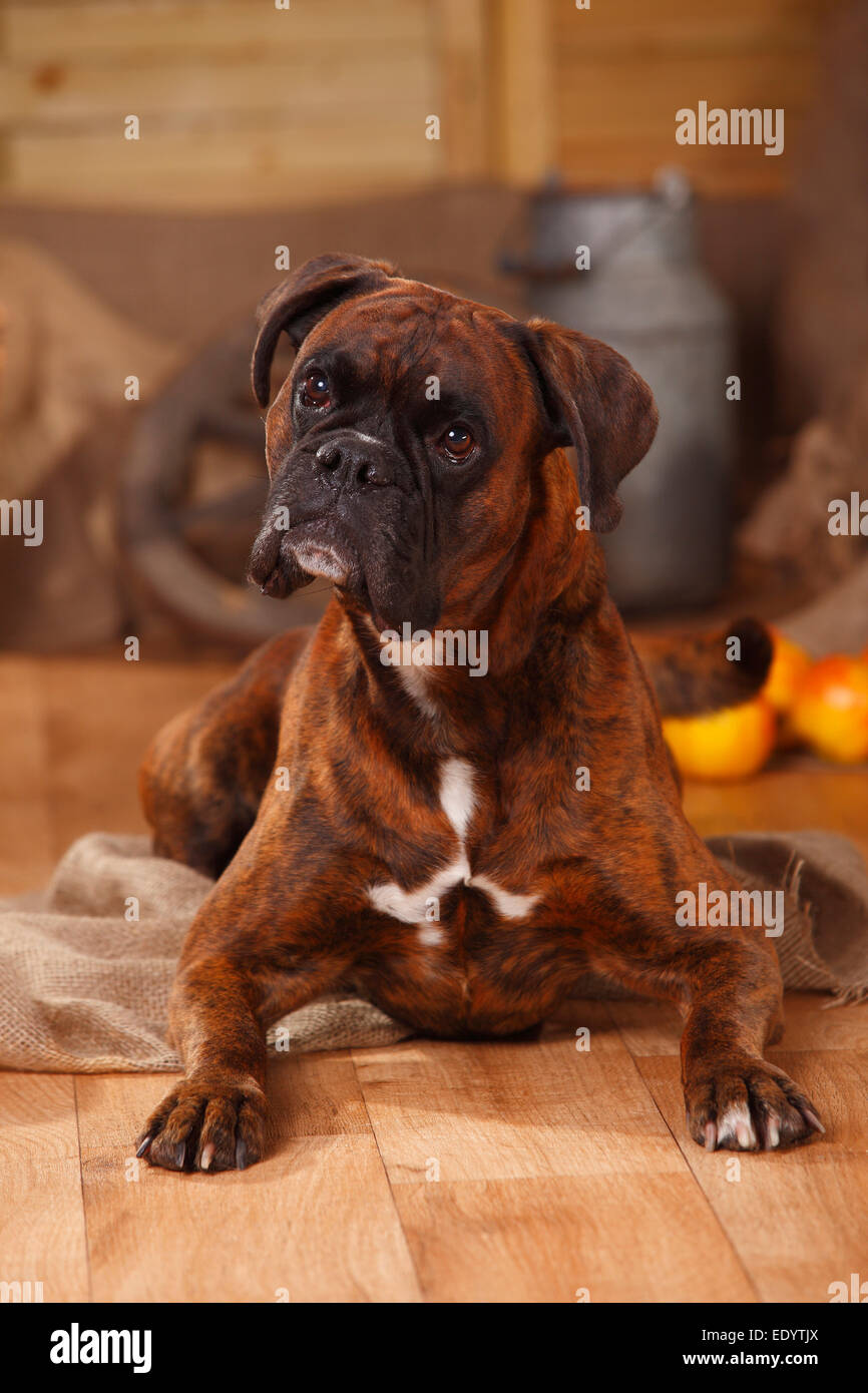 German Boxer, male|Deutscher Boxer, Ruede Stock Photo - Alamy