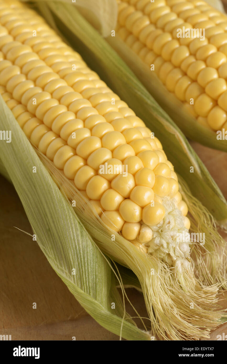 Freshly picked maize or corn ears in their husks Stock Photo - Alamy