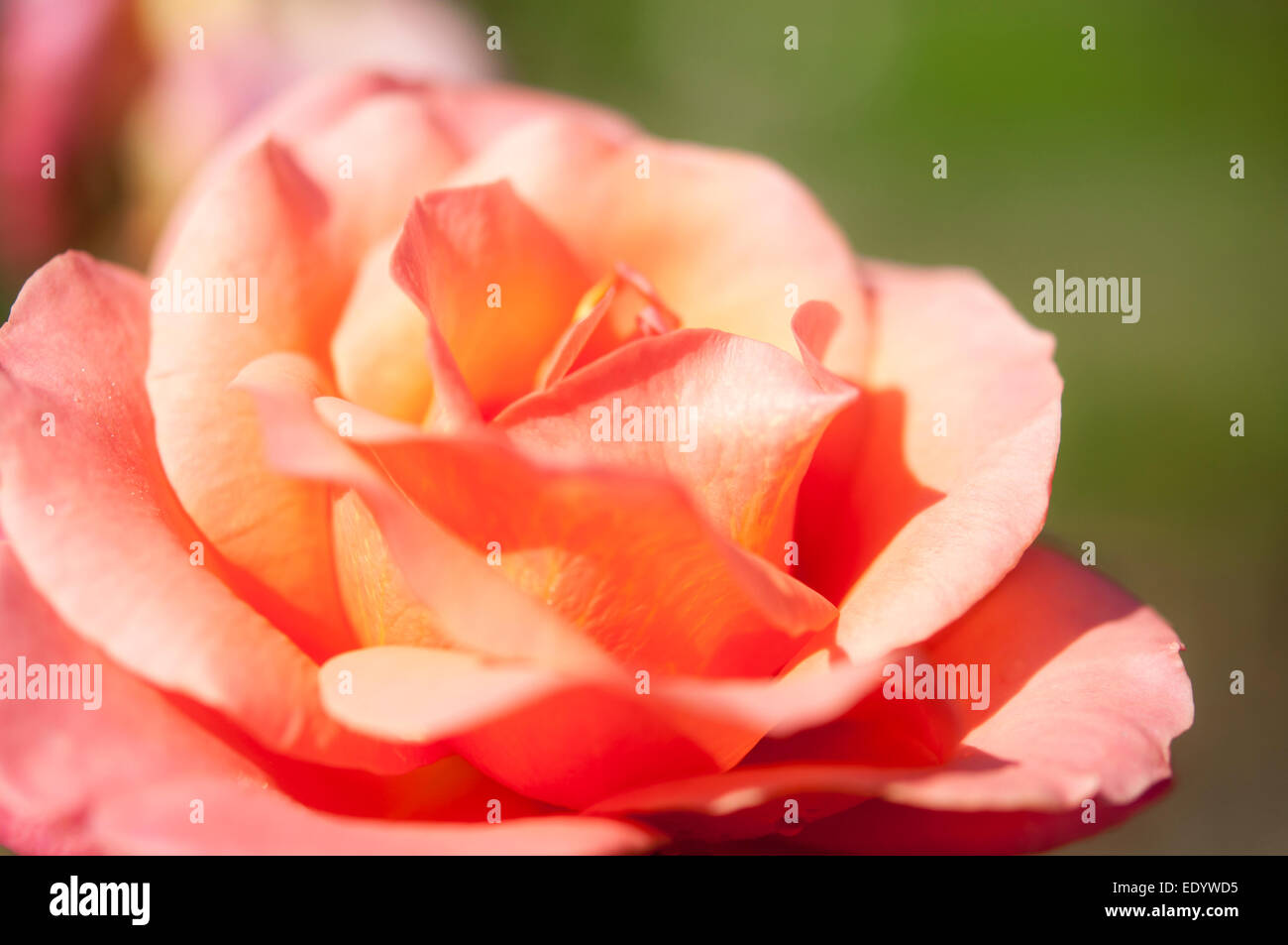 Peachy coloured rose in summer sunshine in an English garden Stock ...