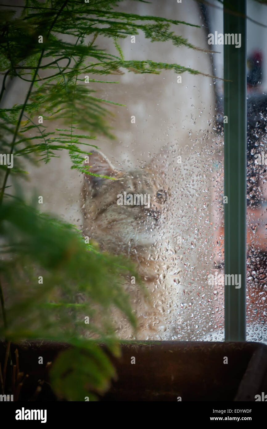 Cat Looking Out the Window at the Rain Stock Photo - Alamy