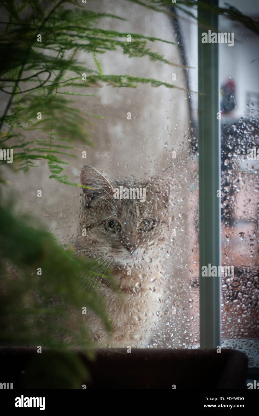 Cat Looking Out the Window at the Rain Stock Photo - Alamy