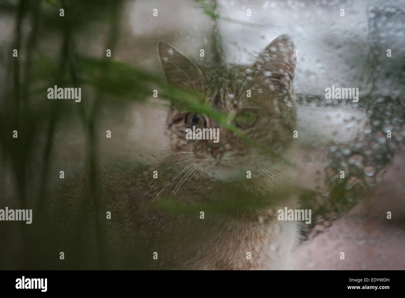 Cat Looking Out the Window at the Rain Stock Photo - Alamy