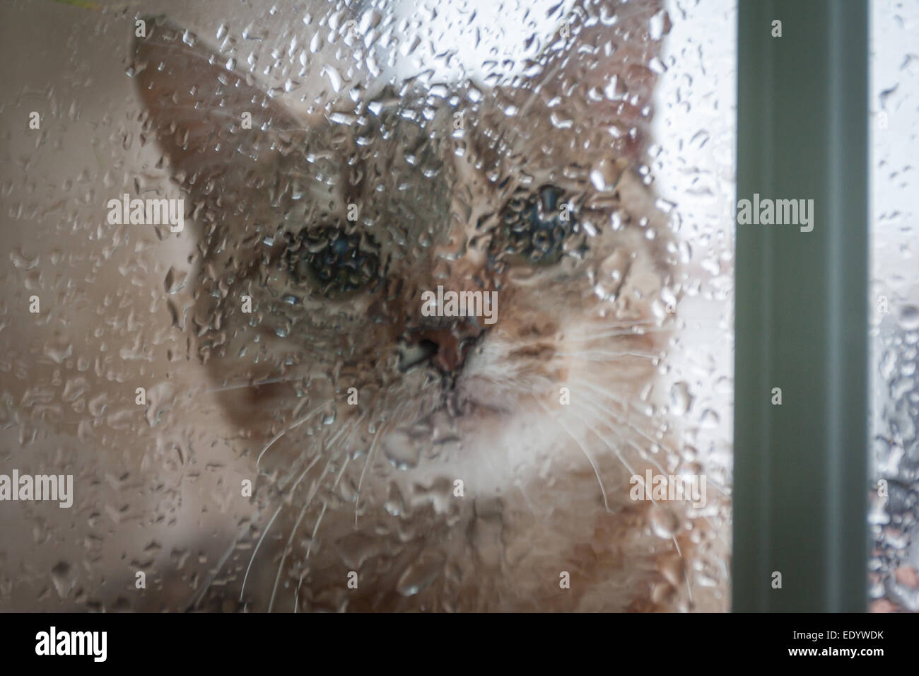 Cat Looking Out the Window at the Rain Stock Photo - Alamy