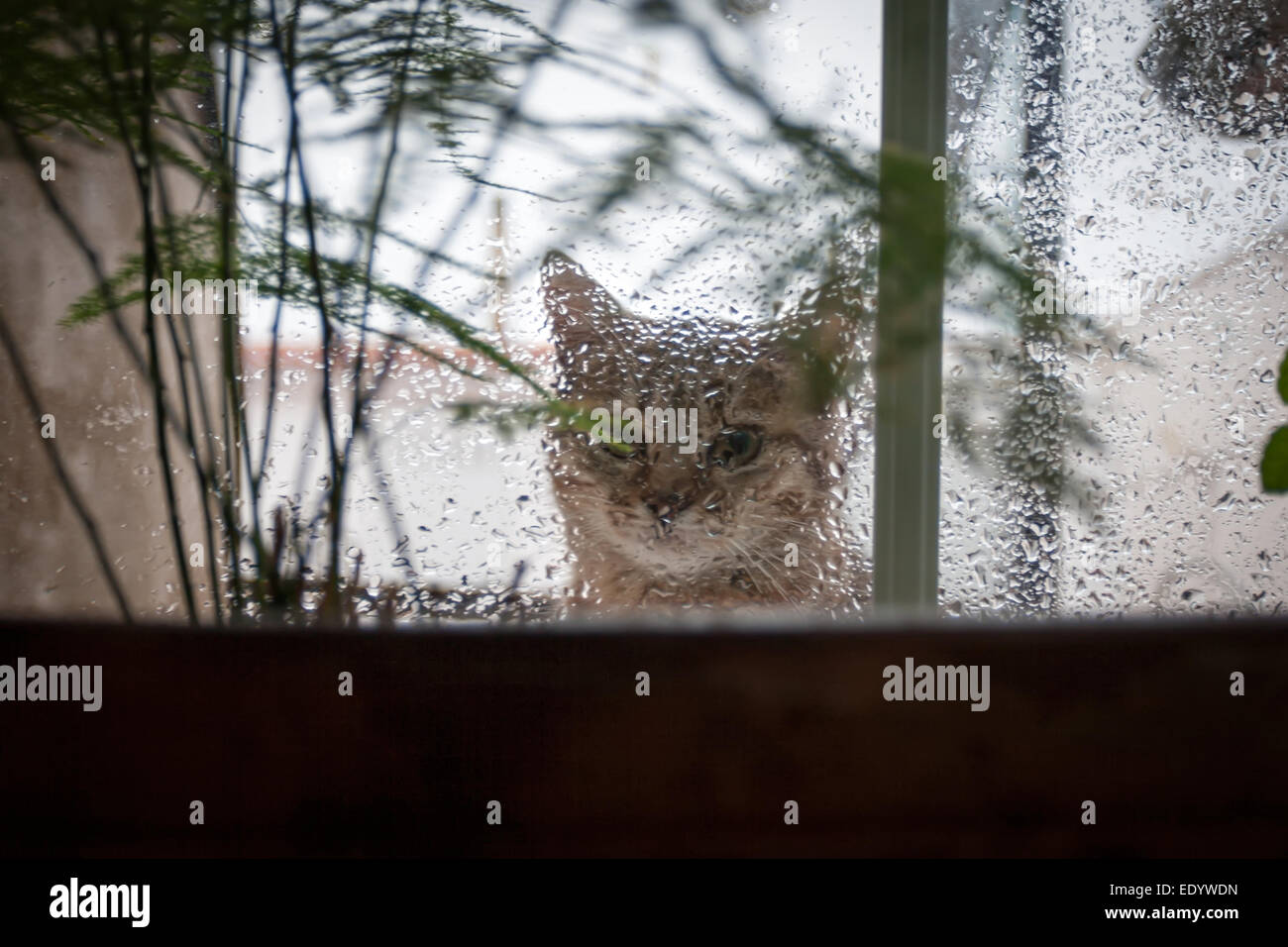 Cat Looking Out the Window at the Rain Stock Photo - Alamy