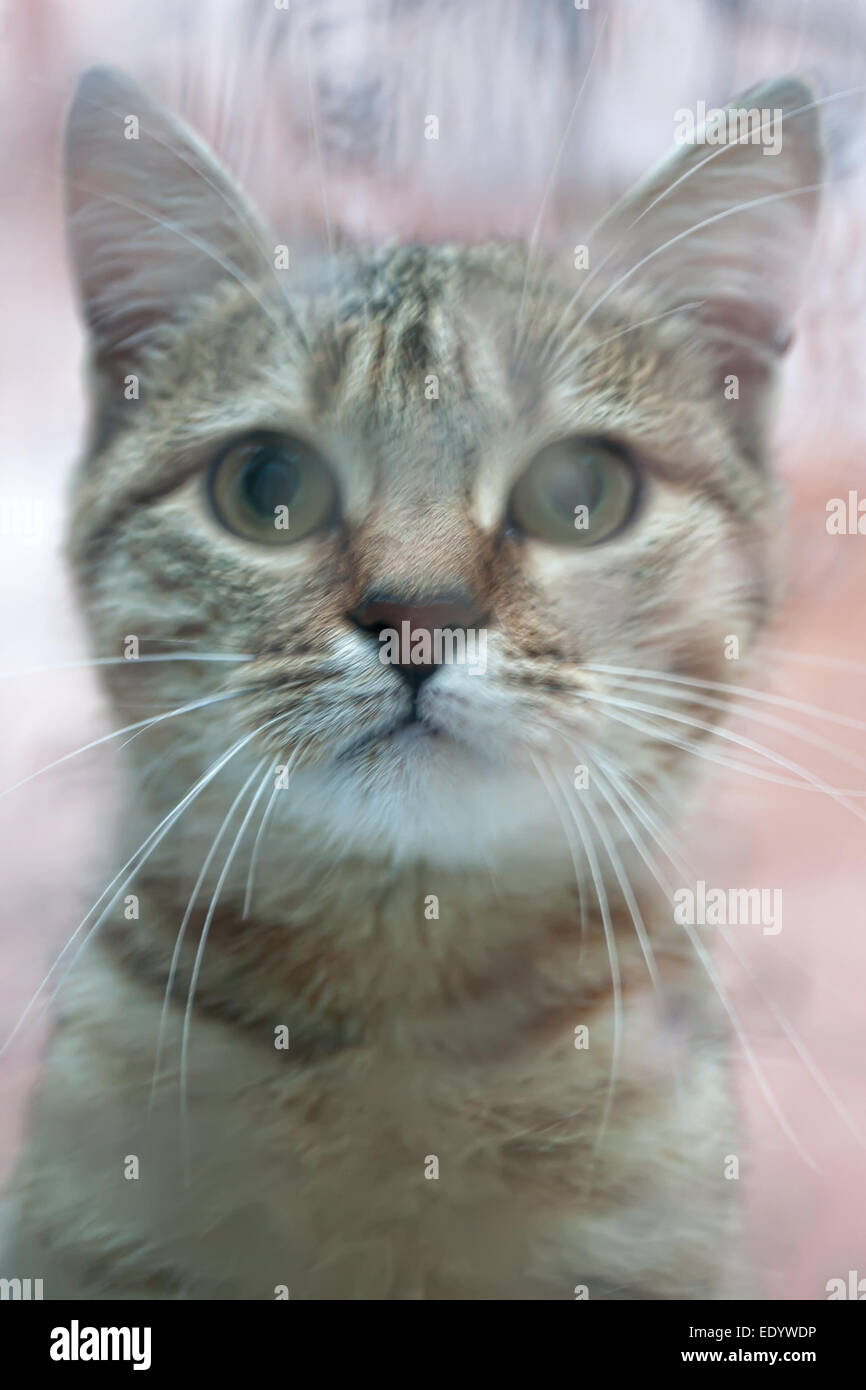 Cat Looking Out the Window at the Rain Stock Photo - Alamy