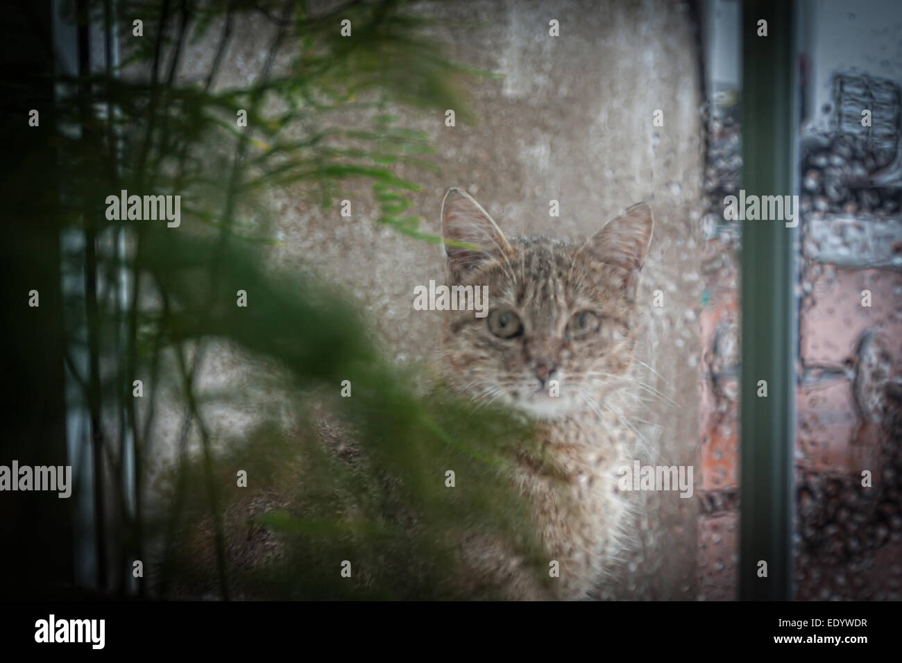 Cat Looking Out the Window at the Rain Stock Photo - Alamy