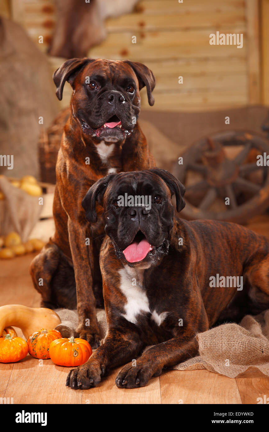 German Boxer Deutsche Boxer High Resolution Stock Photography and ...
