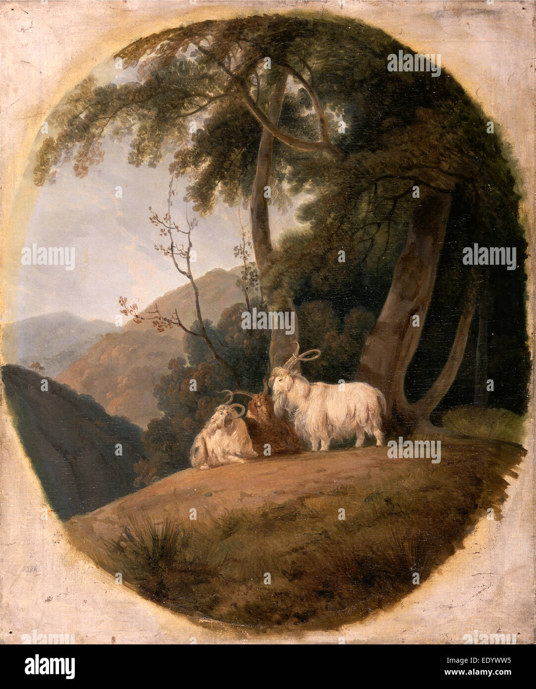 Kashmir Goats, William Daniell, 1769-1837, British Stock Photo - Alamy