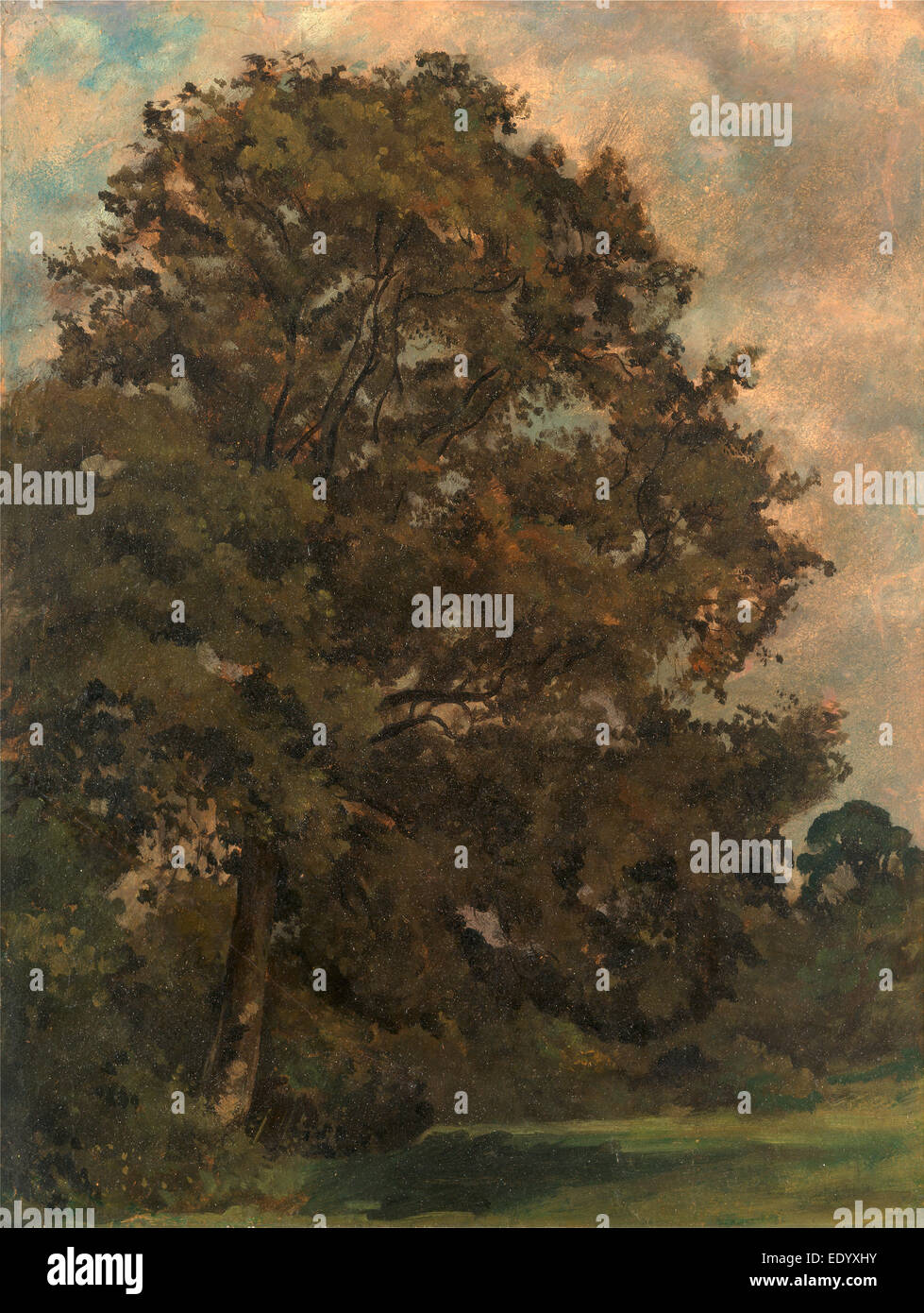 Study of an Ash Tree, Lionel Constable, 1828-1887, British Stock Photo ...