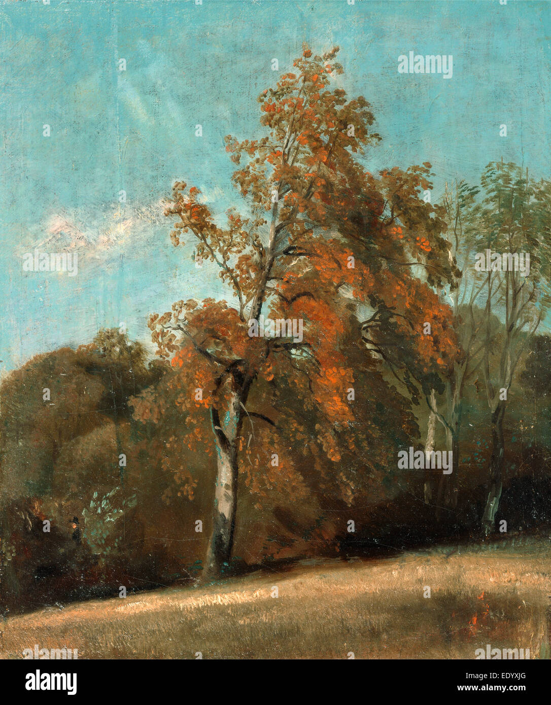 Study of an ash tree hi-res stock photography and images - Alamy