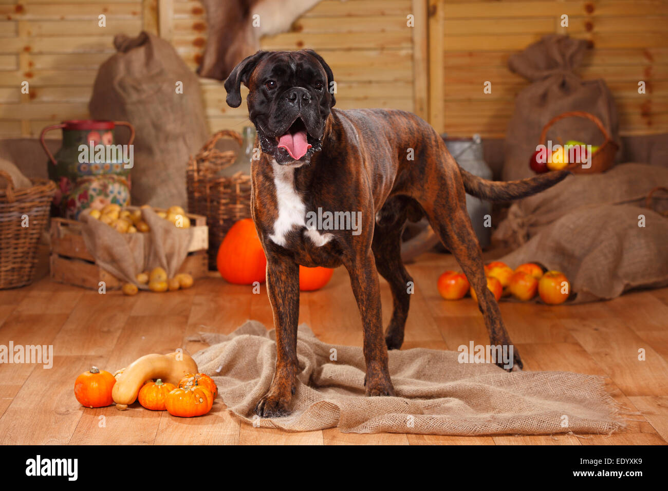 German Boxer, male|Deutscher Boxer, Ruede Stock Photo - Alamy