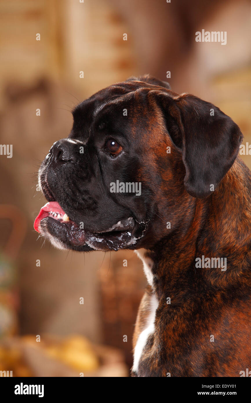 German Boxer, male|Deutscher Boxer, Ruede Stock Photo - Alamy