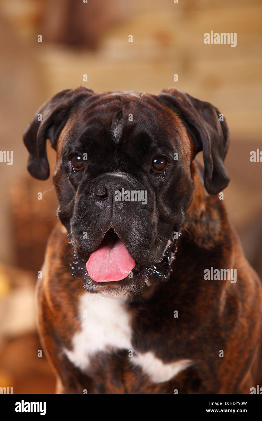 German Boxer, male|Deutscher Boxer, Ruede Stock Photo - Alamy
