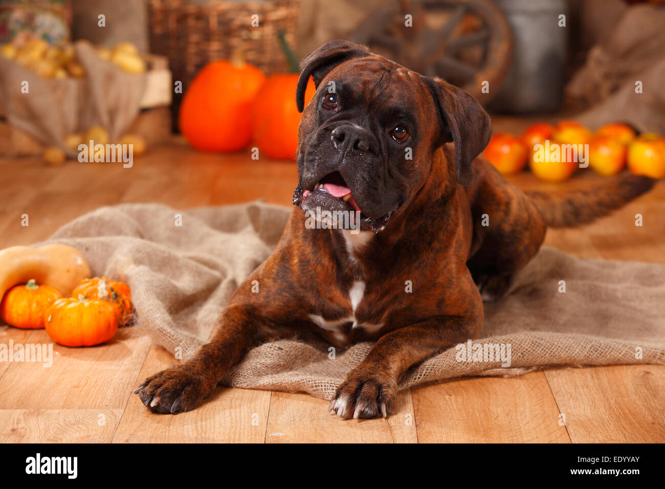 Male Boxer Dog Stock Photos & Male Boxer Dog Stock Images - Alamy
